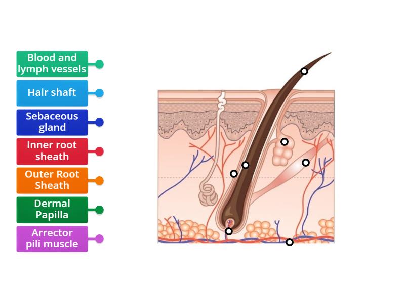 Hair structure exam revision - Labelled diagram
