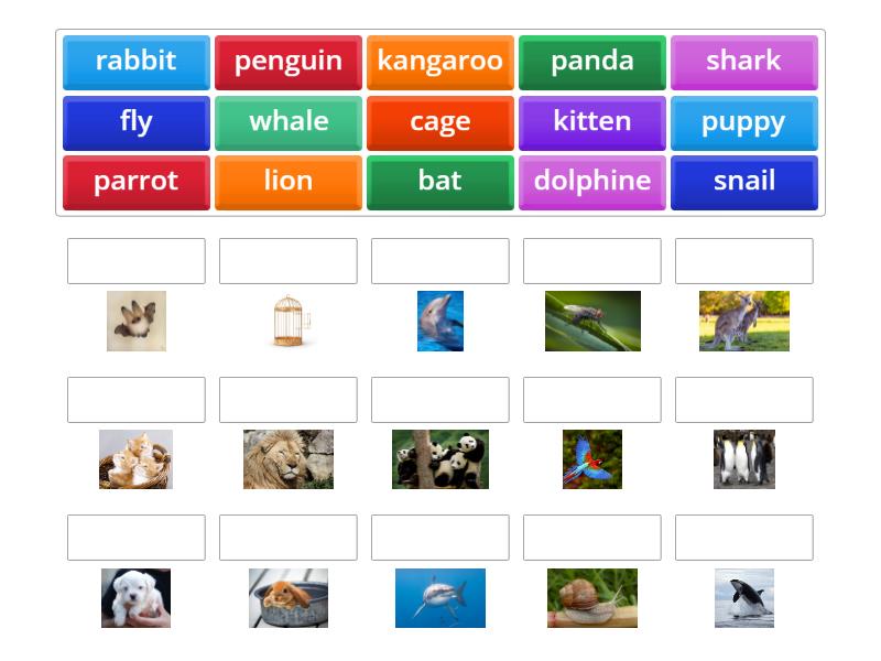 animals movers - Match up