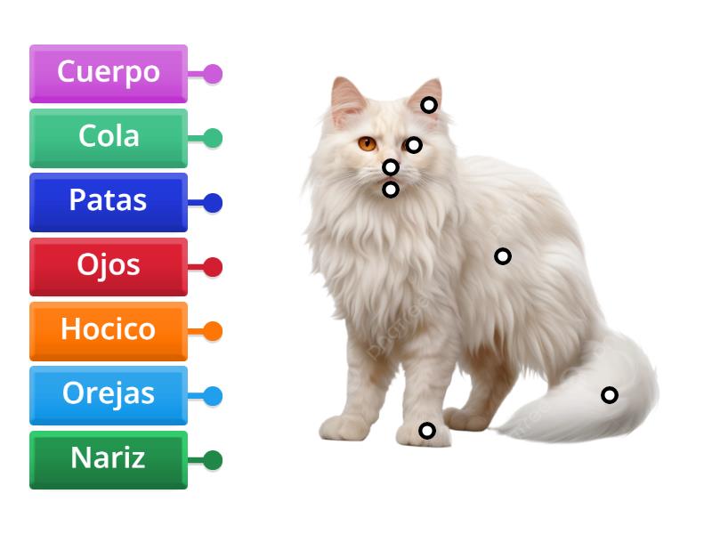 Partes del cuerpo del Gato - Imagem com legenda