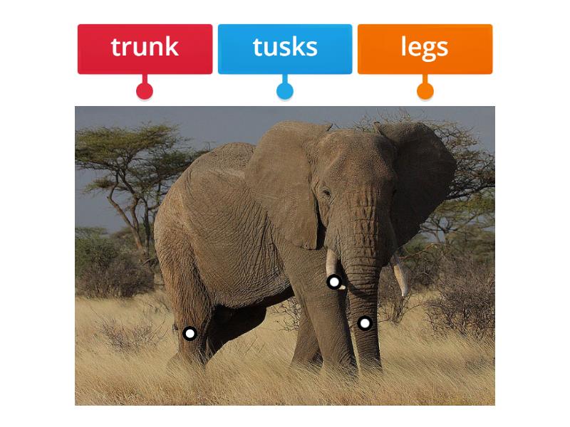At the zoo elephant - Labelled diagram