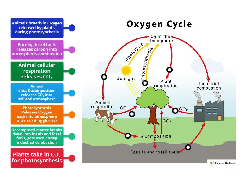 Oxygen - Carbon Cycle - Labelled diagram