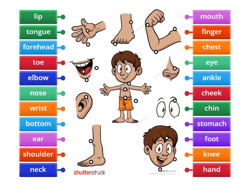 Parts of the body - Labelled diagram