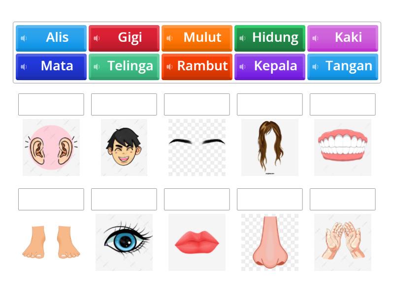 CIRI FISIK MANUSIA - Match up