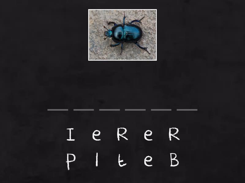 Spelling - insects (part 1) - MEIE - Spell the word