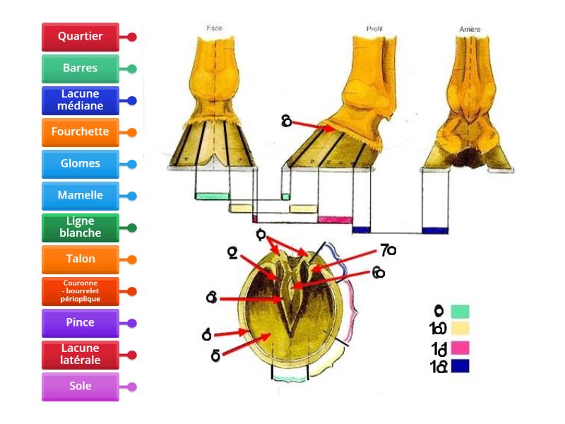 Le pied galop 6 - Labelled diagram