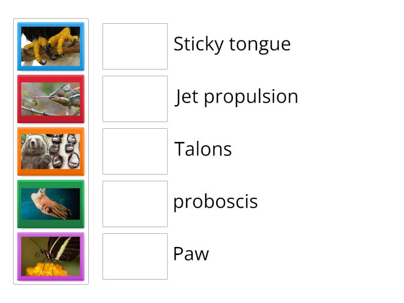 Animal Body Parts Group Sort Game - Match up