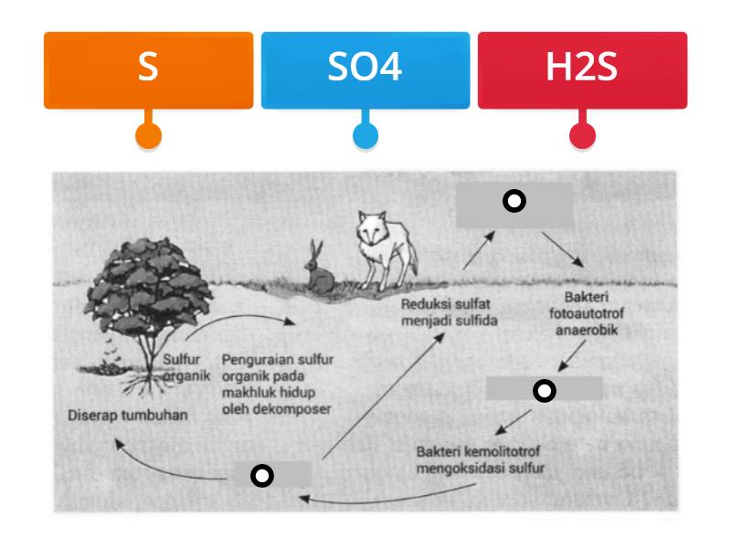 Siklus sulfur - Labelled diagram