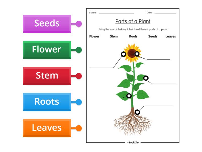 Parts of a Plant - Labelled diagram