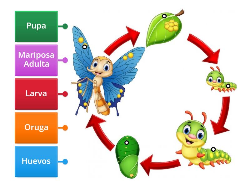 Actividad ciclo de la vida de los insectos - Labelled diagram