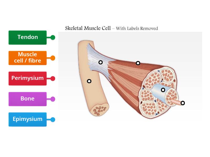 IB Muscle structure - Labelled diagram