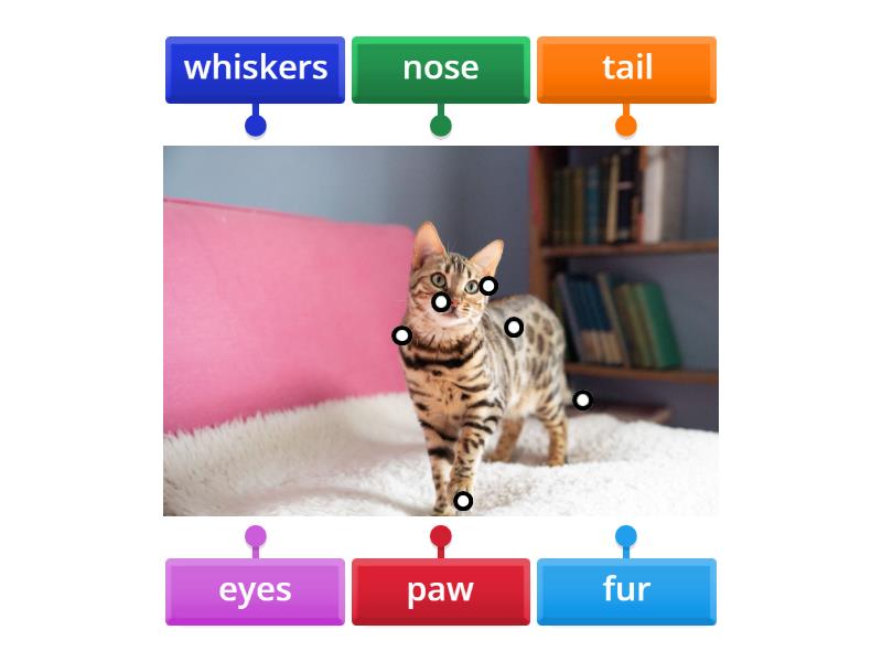 cat - Labelled diagram