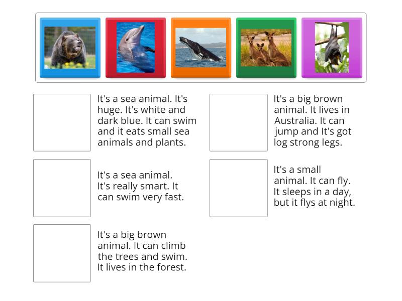 Kids box 3 Unit 7 Animals - Une las parejas