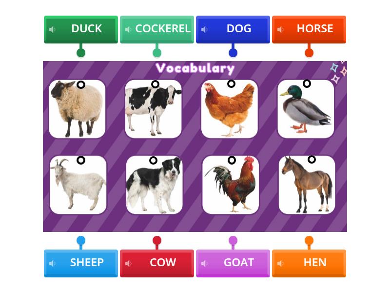 FARM ANIMALS - LABEL - Labelled diagram