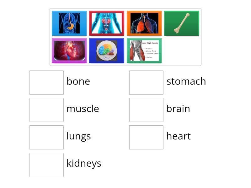 Basic human organs - Match up