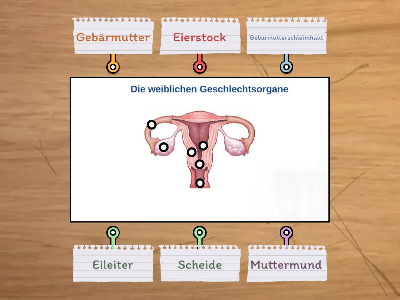 Die weiblichen Geschlechtsorgane - Labelled diagram