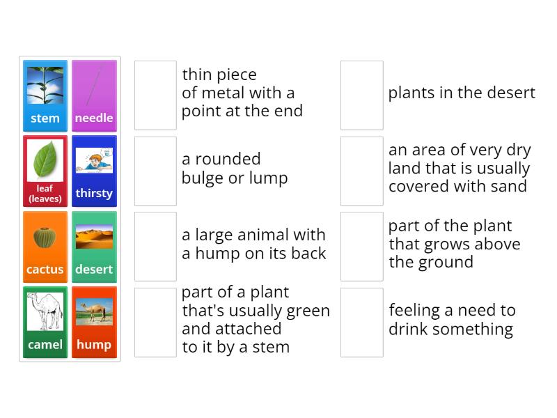 The Desert (vocab) - Match up