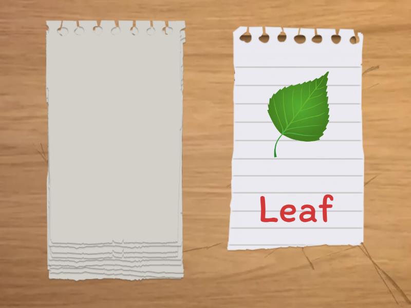 Singular and plural nouns. - Random cards