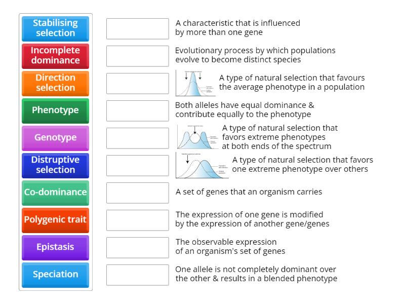 Advanced Genetic Inheritance Key Words - Match up