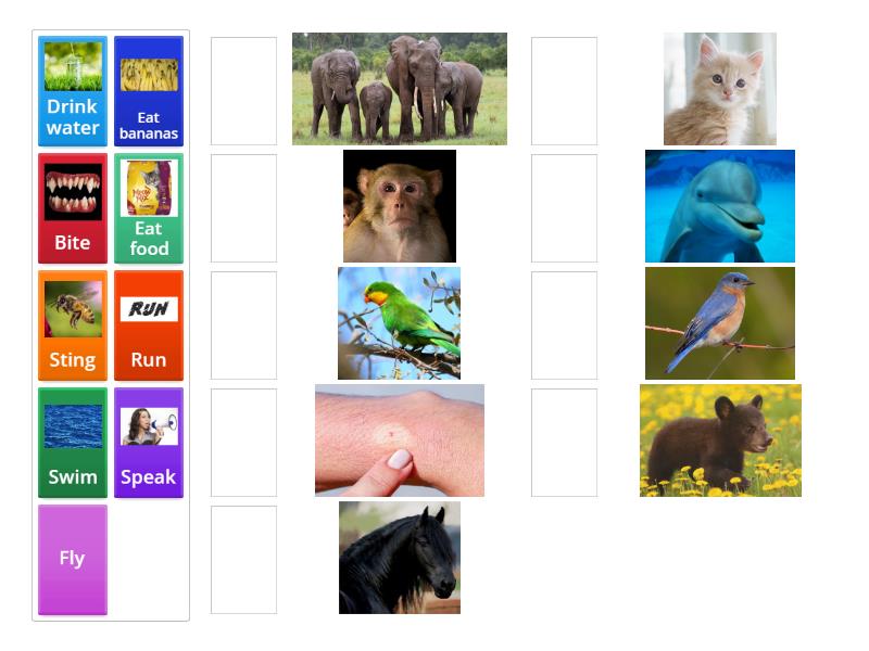 animals' abilities - Match up