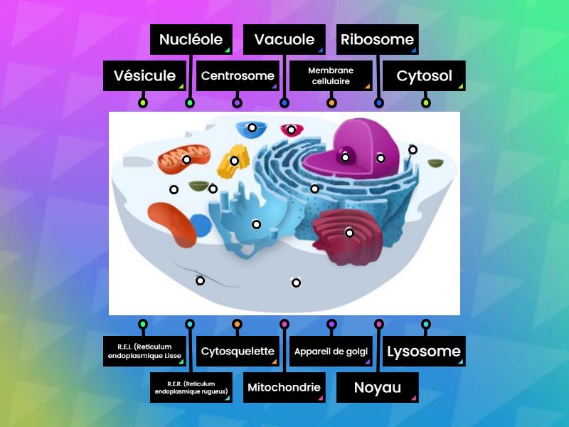 Les Parties du Cellule Animal - Labelled diagram