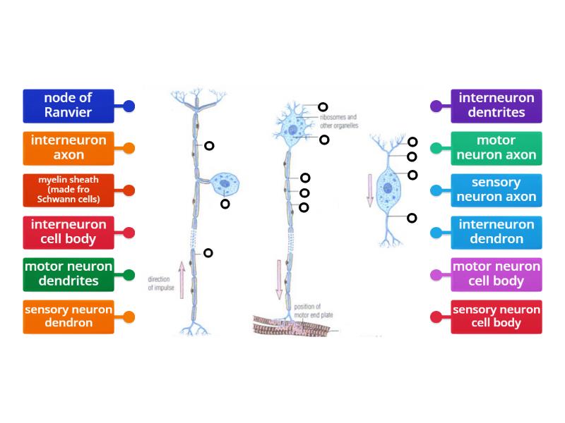 labelling neurones - Labelled diagram