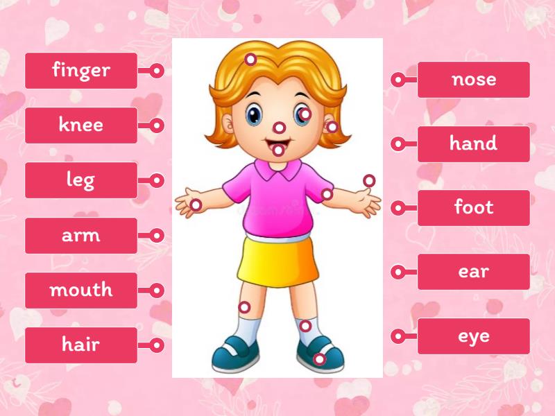Body - Labelled diagram