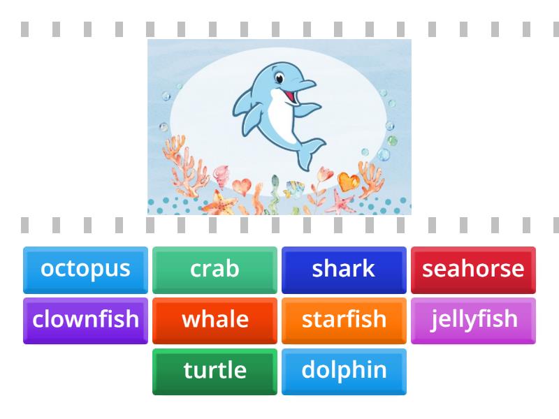 Sea creatures - Find the match