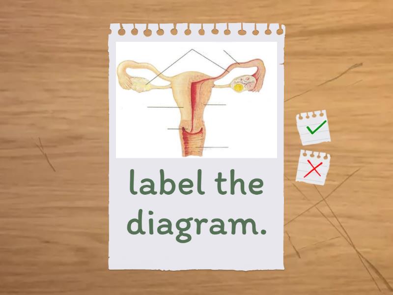 Reproductive System In Humans. - Flash cards