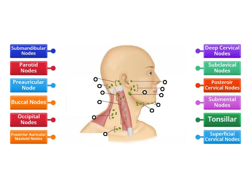 Lymph nodes of face head neck - Labelled diagram