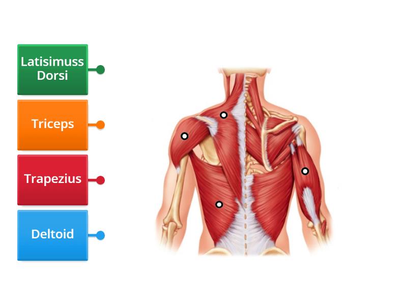 L2 Back & shoulder muscles - Labelled diagram