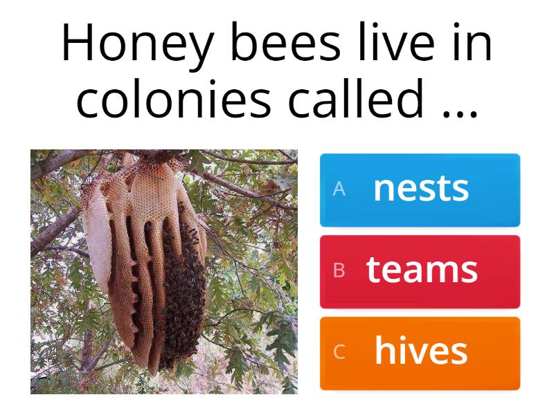 zzz on Bees - Quiz