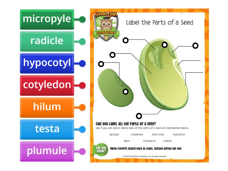 Seeds structure - Labelled diagram