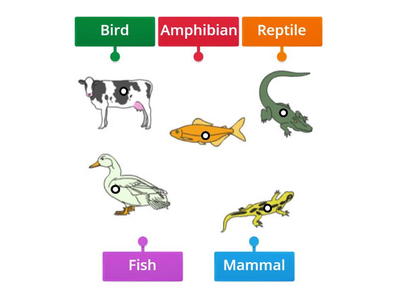 Vertebrates - Labelled diagram