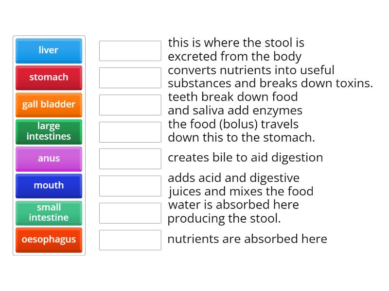 The Digestive System - Match up