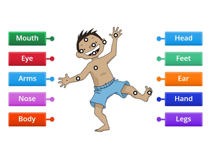 Head body - Labelled diagram