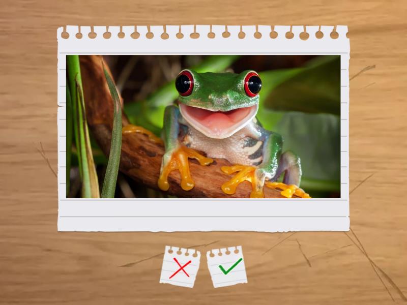 Fun for Starters Unit 1 Flashcards - Flash cards