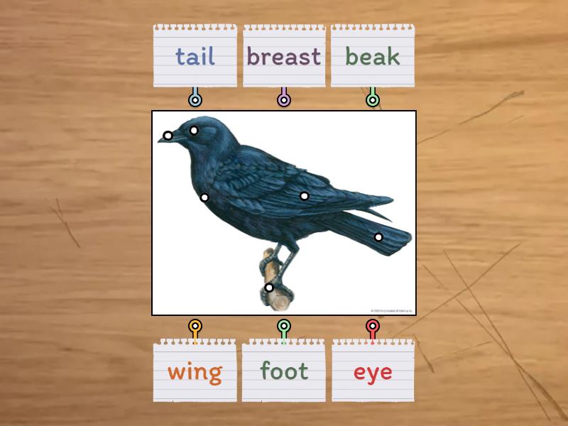 Crow - parts of the body - Labelled diagram