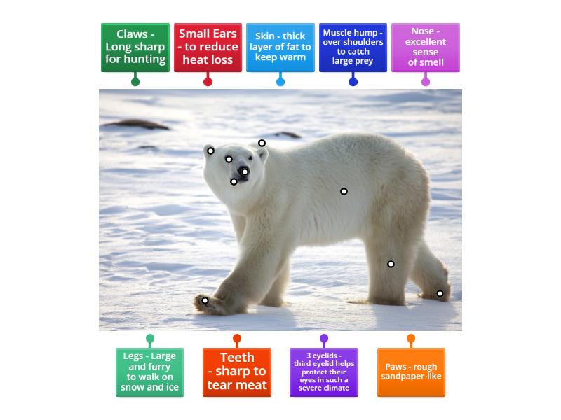 Polar Bear - Labelled diagram