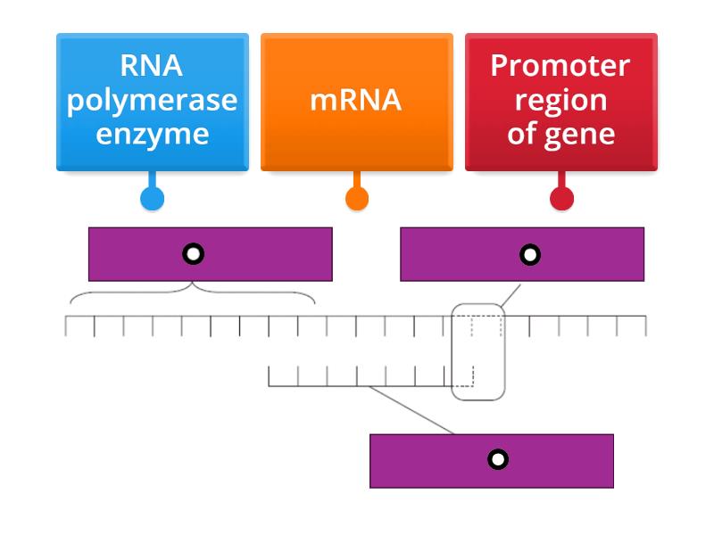Gene transcription - Labelled diagram