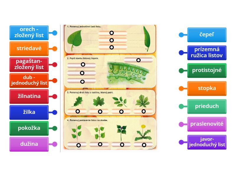 LIST - Labelled diagram