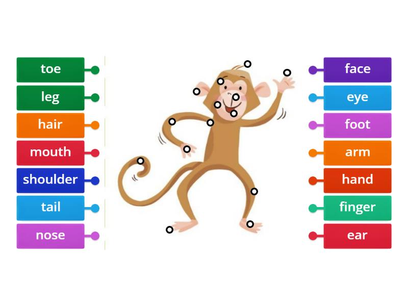 Monkey parts of the body - Labelled diagram