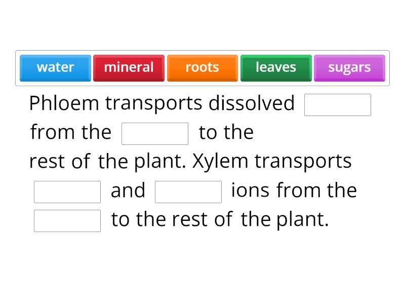 Xylem and Phloem Gap Fill - Palabra perdida