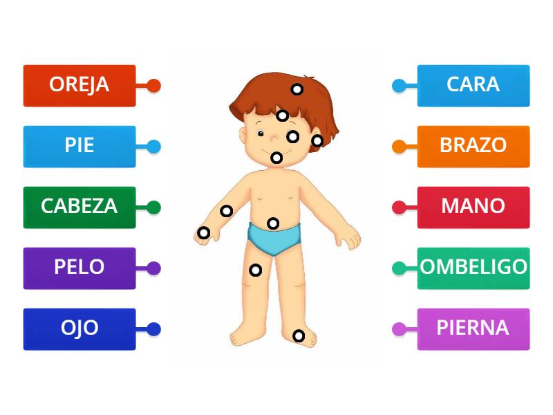 PARTI DEL CORPO IN SPAGNOLO - Labelled diagram