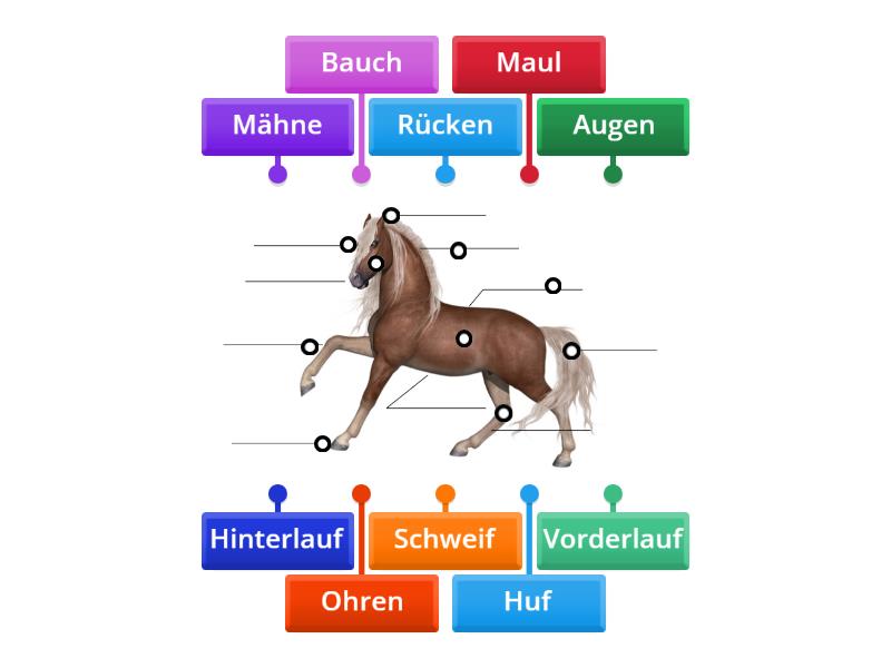 Das Pferd - Labelled diagram