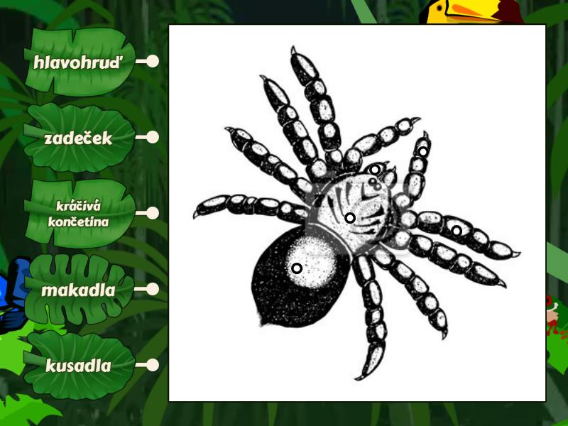 Tělo pavouka - Labelled diagram