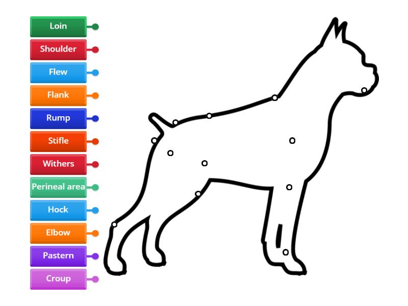 Anatomy - Labelled diagram