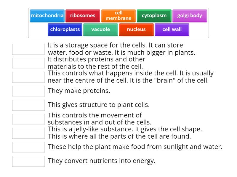 Parts of the cell and their functions - 匹配游戏