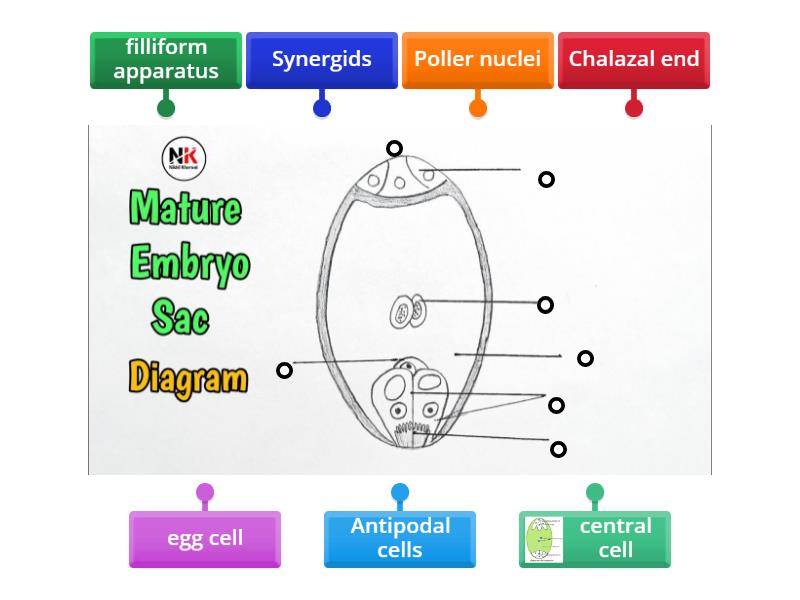 Reproduction in Flowering Plants Class 12 - Labelled diagram