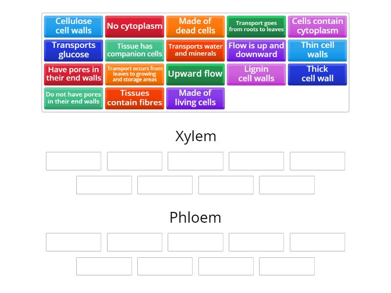 Structure and function of xylem & phloem tissue - Group sort