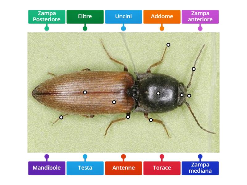 Esamina un insetto! - Labelled diagram